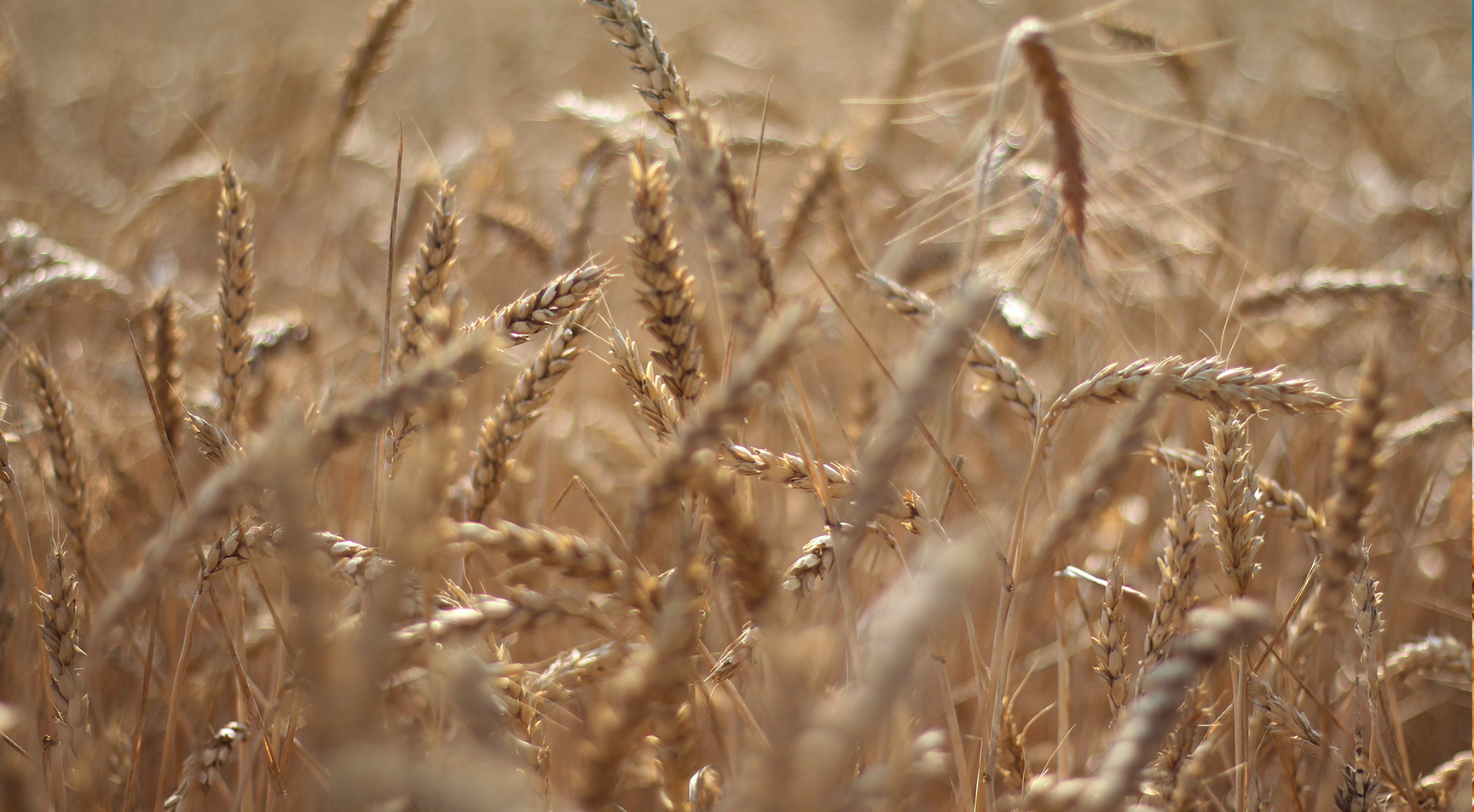 Wheat Straw Promotional Pens